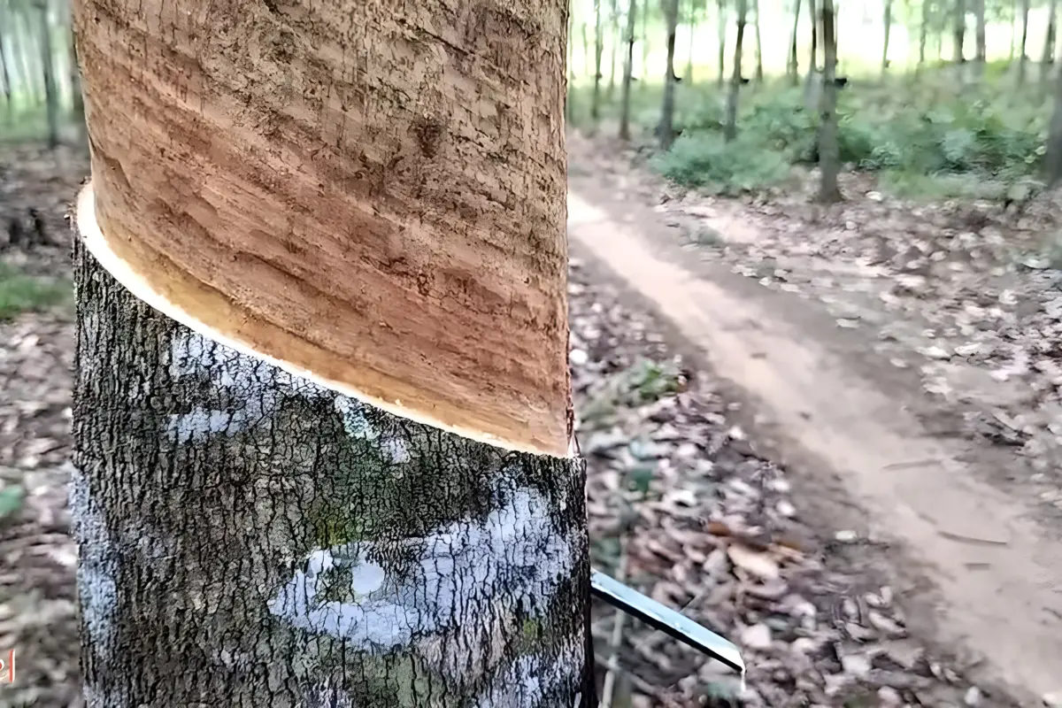 Pohon Karet: Cara Menanam hingga Manfaatnya